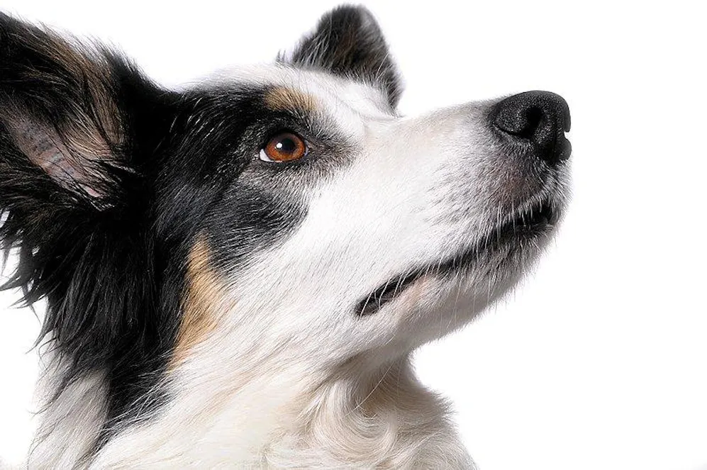 Border Collie Terrier Blanding Valp